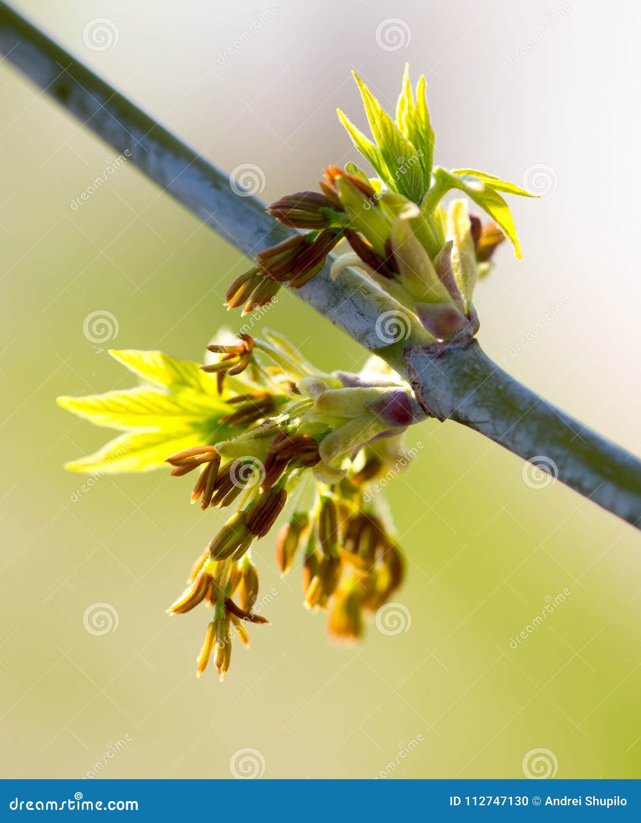 Flowers on the Branches of Maple in Spring Stock Photo - Image of tree ...