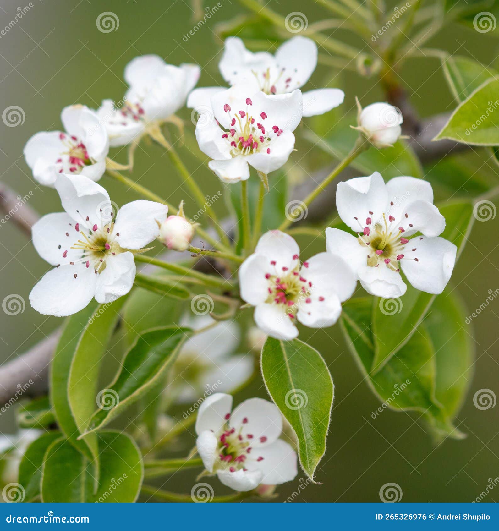 Flowers on the Branches of a Pear Tree in Spring. Stock Photo - Image ...