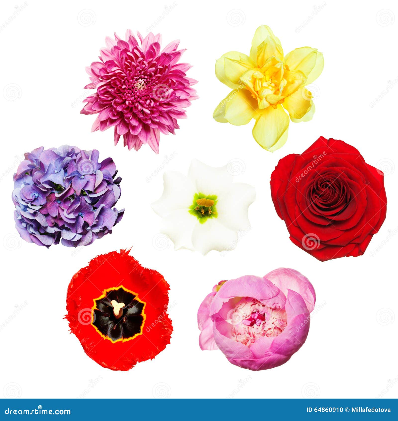Flowers. Bright Colorful Set of Flowers Stock Photo - Image of flowers ...