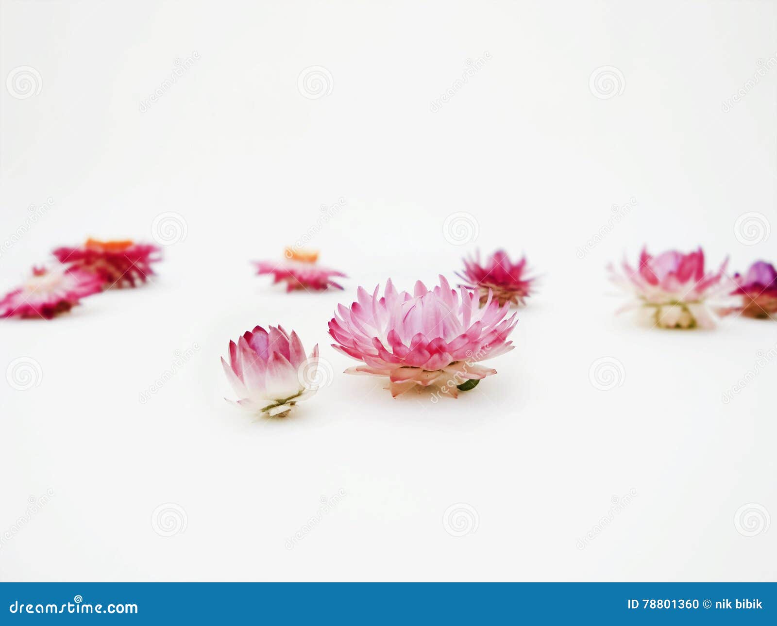 Flowers Bright Perspective. Flower Composition. Stock Photo - Image of ...