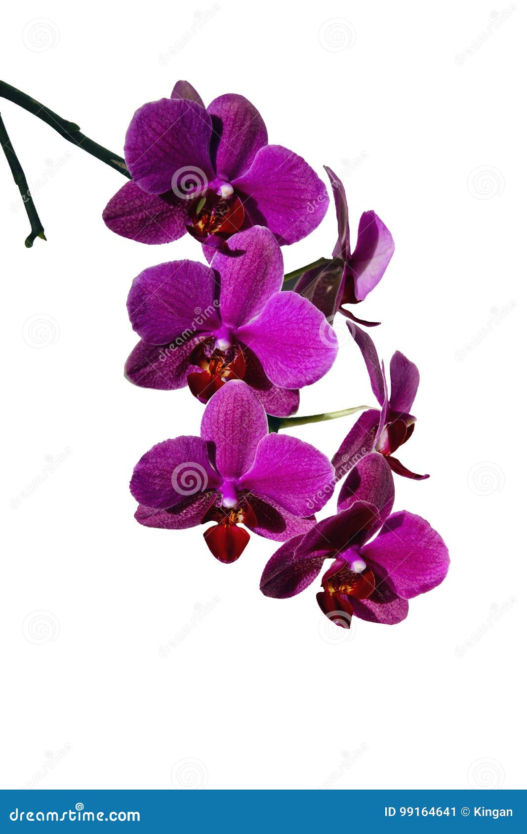 Flowers of Bright Red Orchid Isolated Stock Image - Image of flora ...