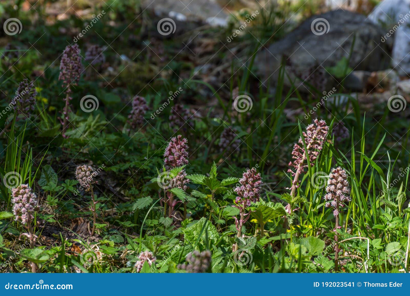 Flowers on a Brook in the Forest Stock Image - Image of life, grow ...
