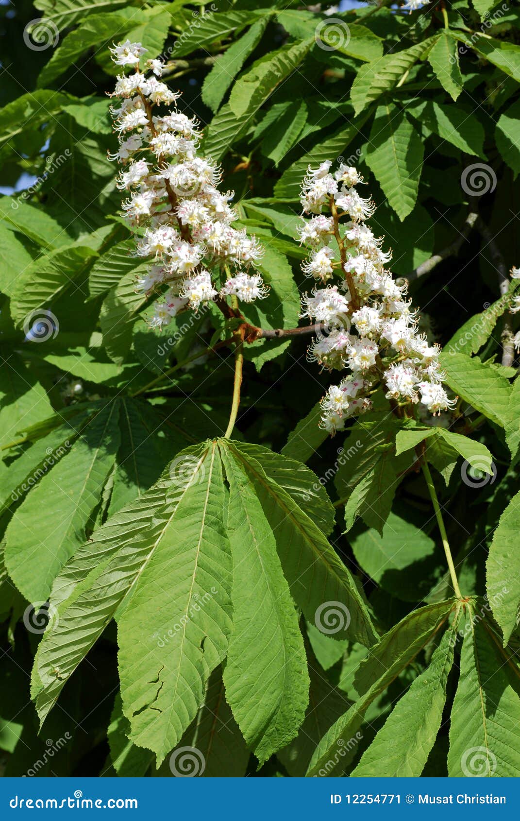 Flowers of buckeye stock image. Image of closeup, detail - 12254771