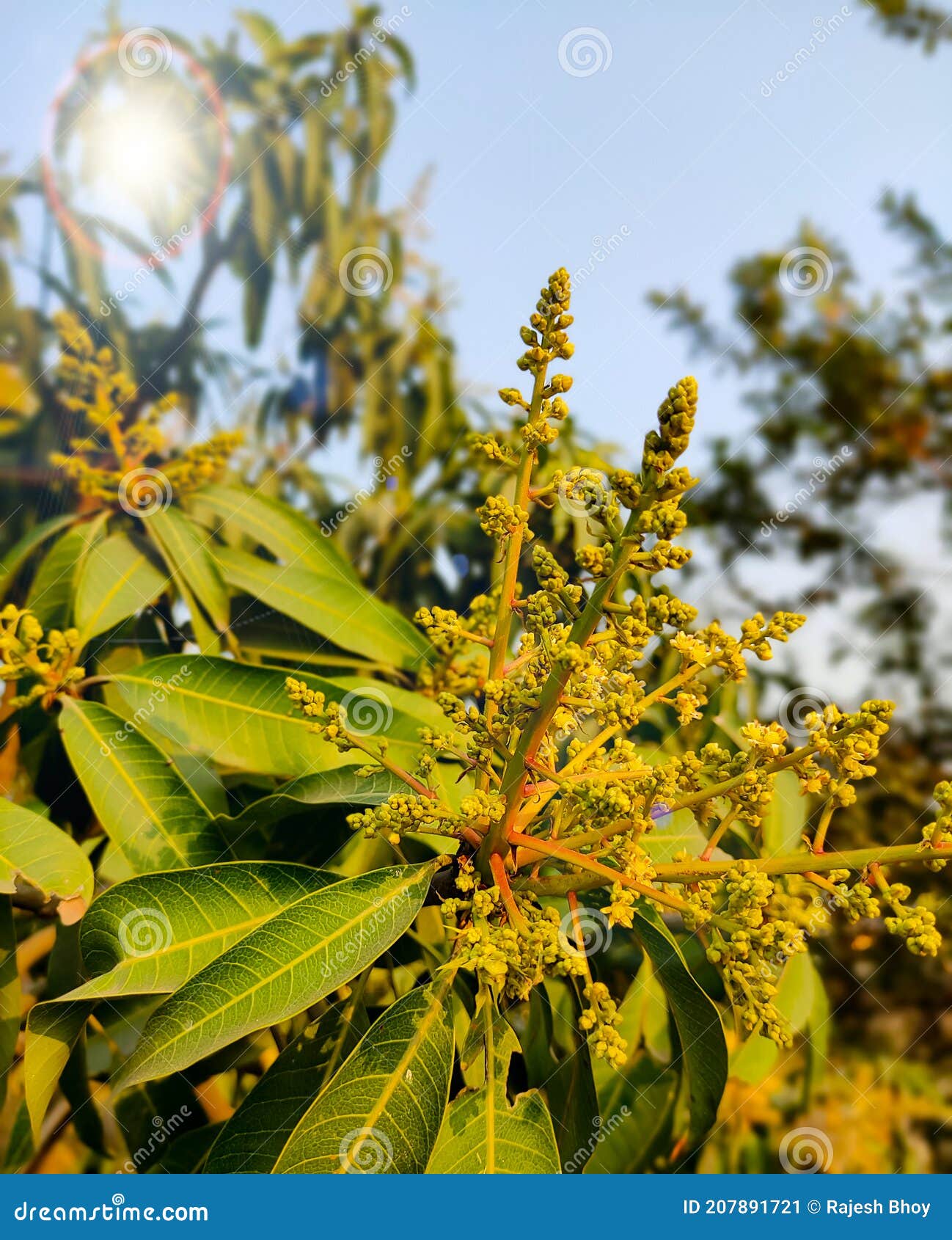 Flowers bud of mango stock image. Image of flower, branch - 207891721
