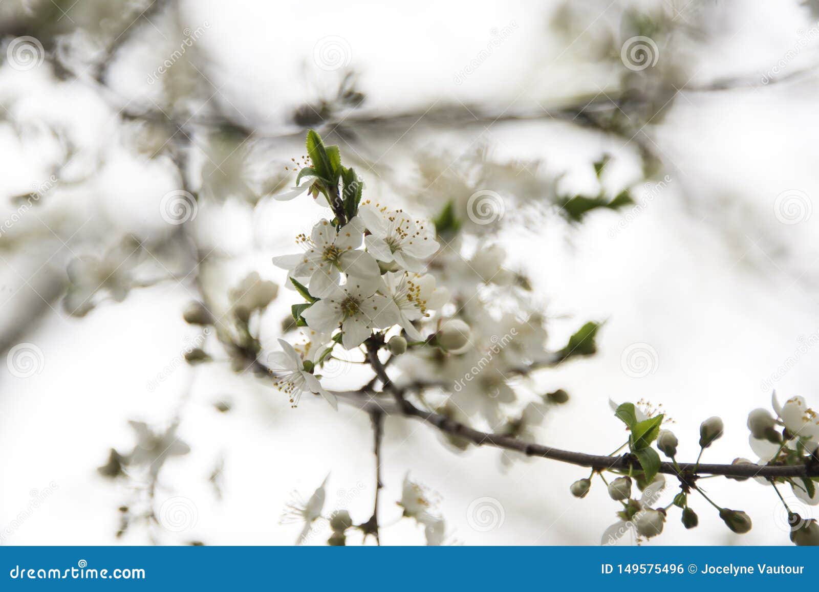 Flowers Budding on a Branch in the Spring Stock Photo - Image of flower ...