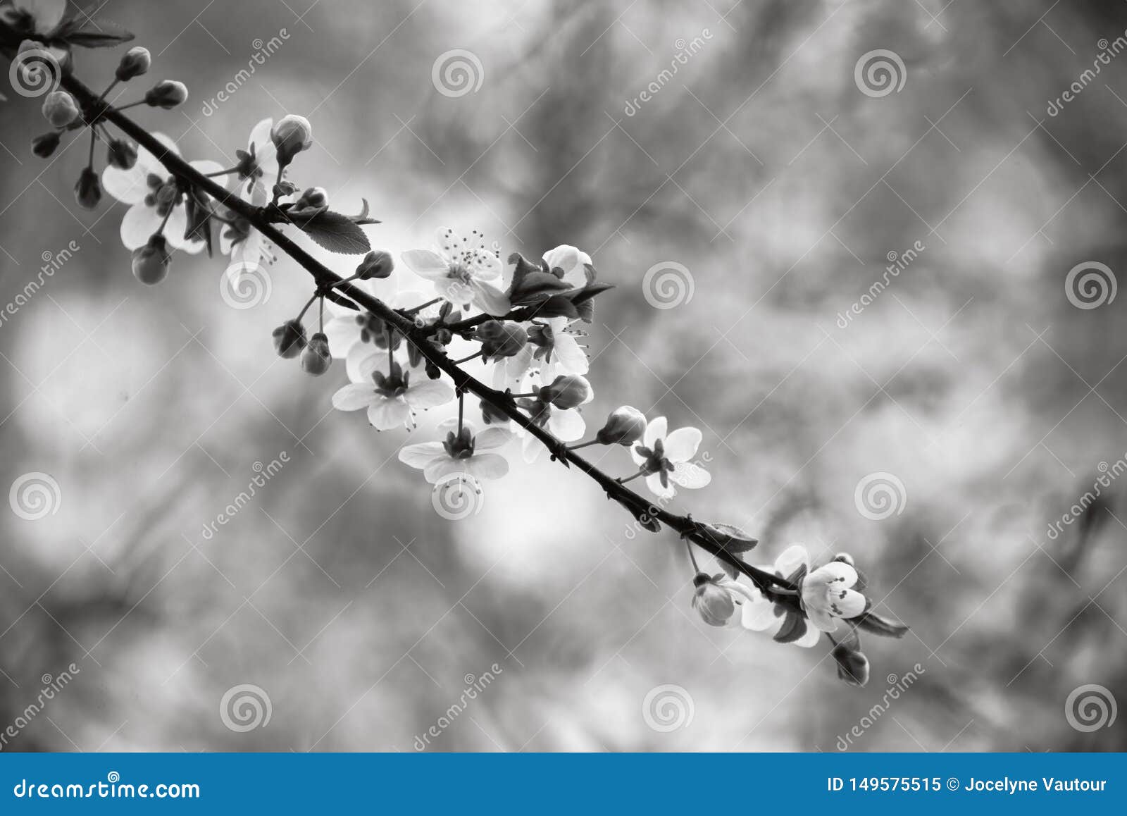 Flowers Budding on a Branch in the Spring Stock Image - Image of ...