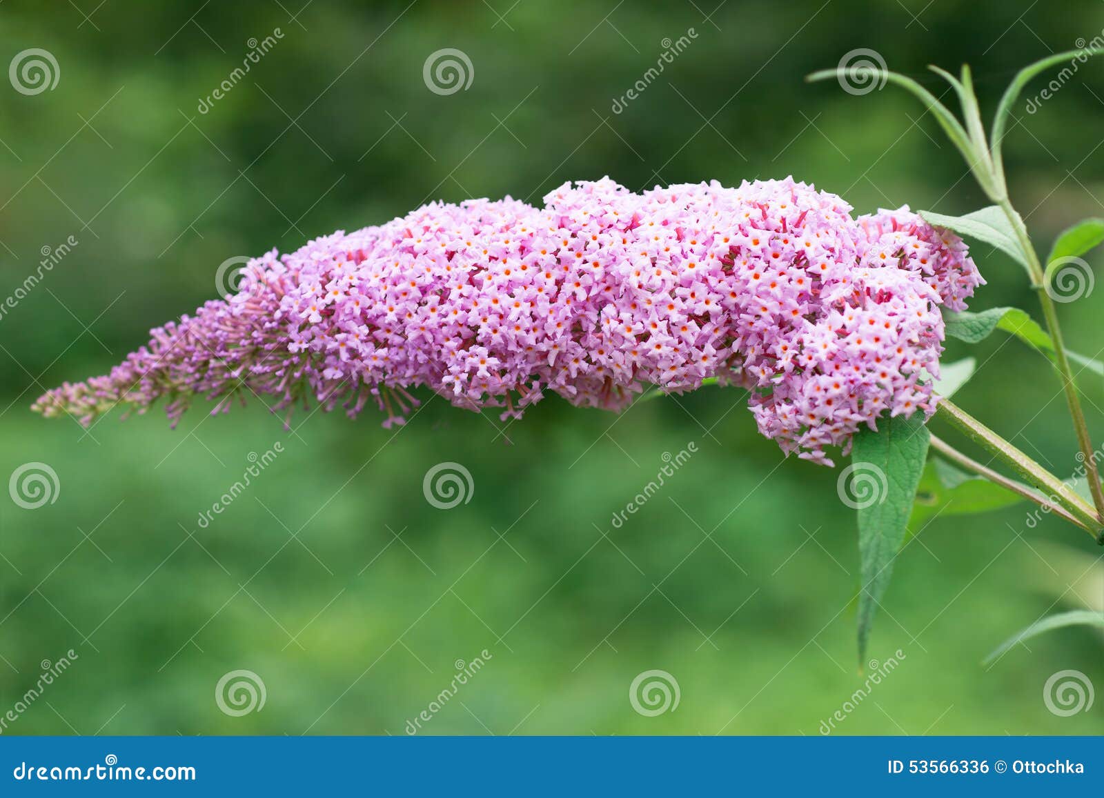 Flowers Buddleja stock photo. Image of green, fresh, petal - 53566336