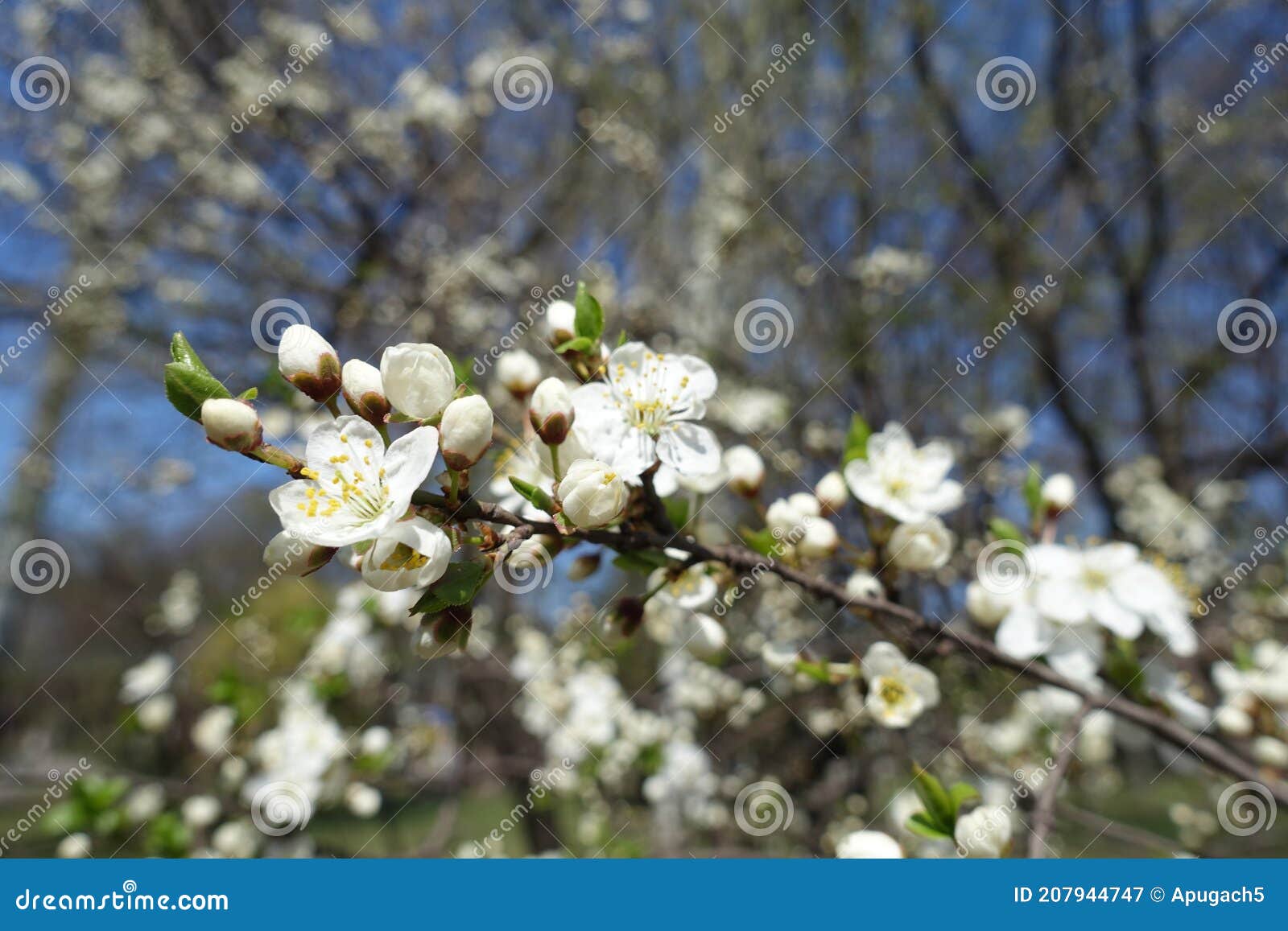 Flowers and Buds on Branch of Plum in April Stock Image - Image of ...