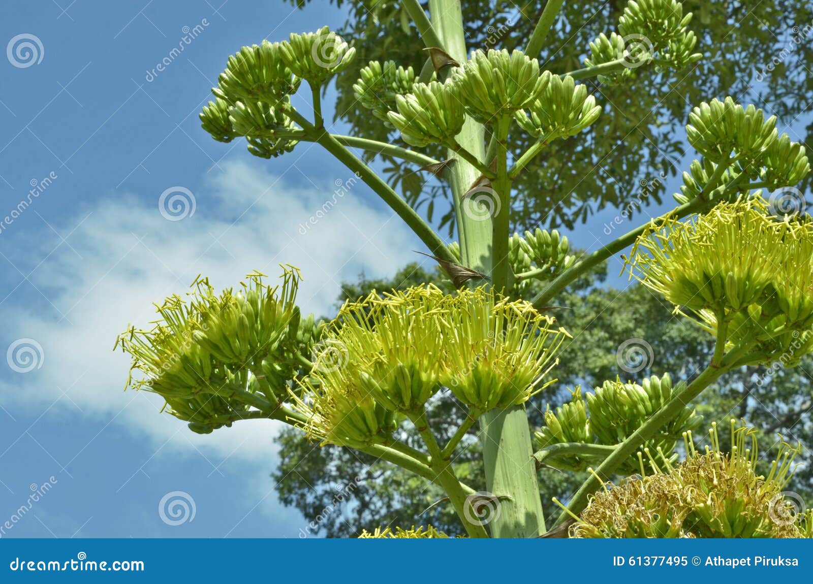 Flowers and Buds of Ramie Tree Stock Image - Image of tree, flora: 61377495
