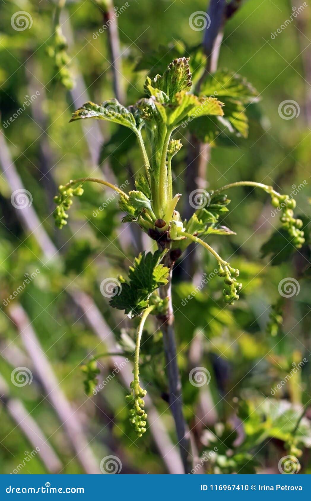 Flowers and Buds of Red Currant. Stock Photo - Image of environment ...