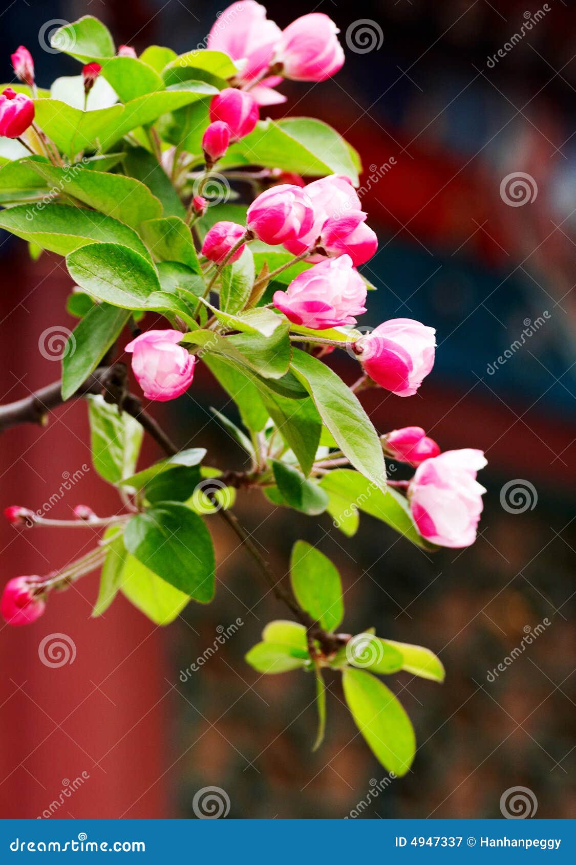 Flowers buds in spring stock image. Image of flower, beauty - 4947337