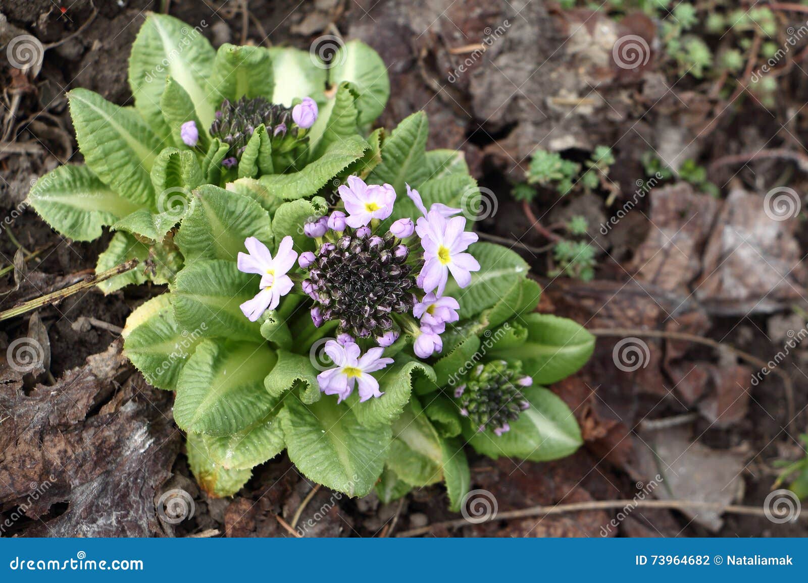 Flowers and Buds of a Spring Primrose Stock Photo - Image of flowers ...