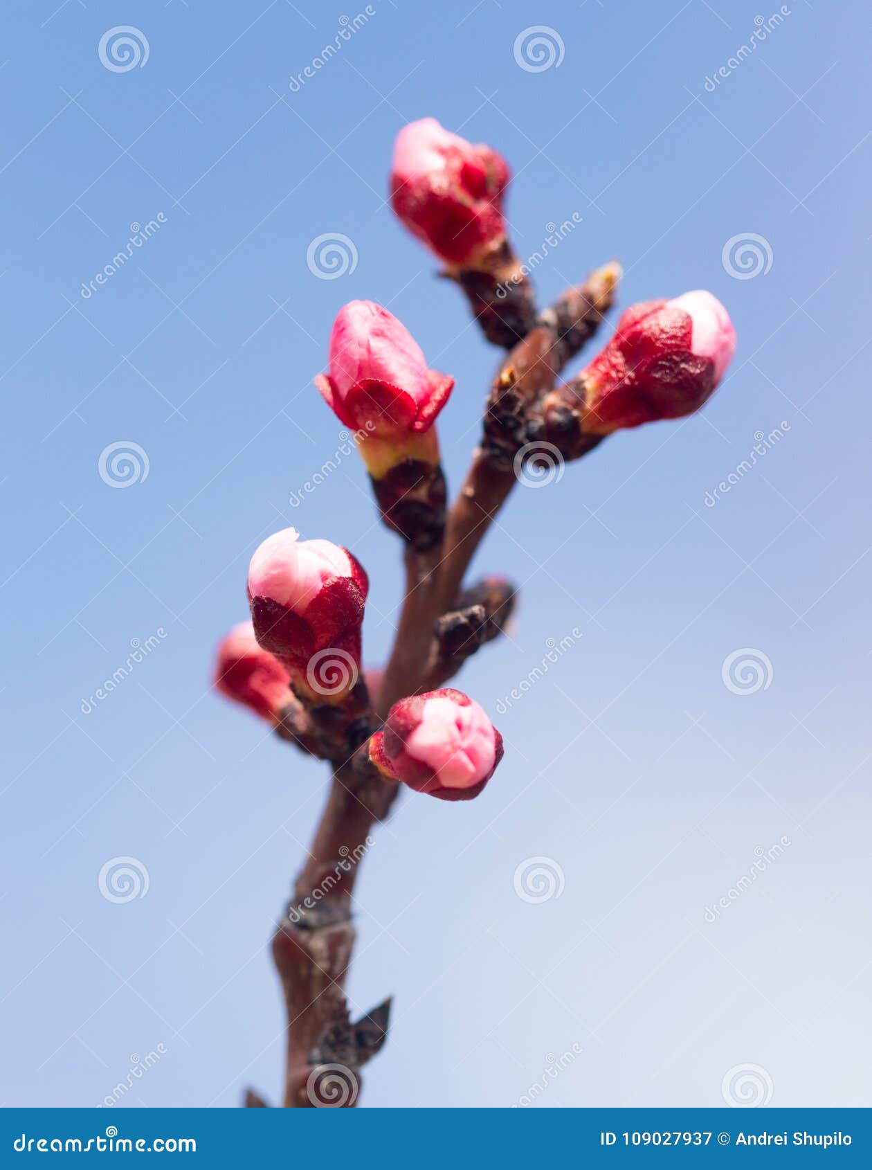 Flowers in the Buds on a Tree Branch Stock Image - Image of tree, fruit ...