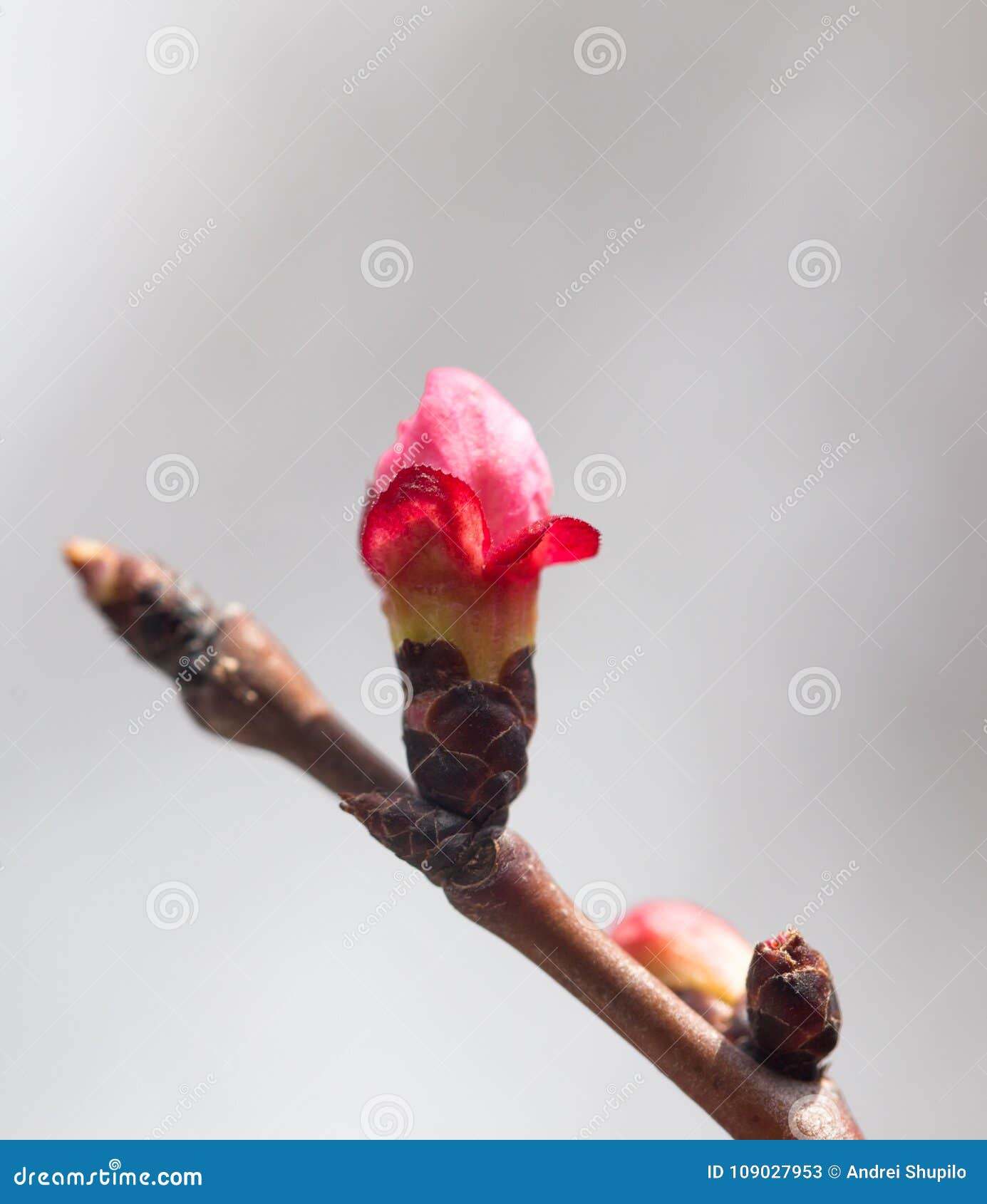 Flowers in the Buds on a Tree Branch Stock Image - Image of cherry ...