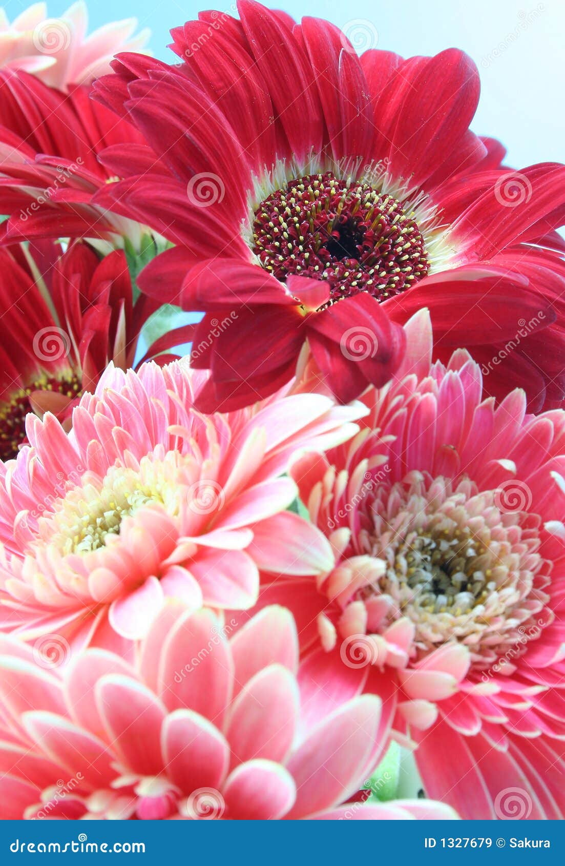 Flowers Bunch stock image. Image of african, pretty, beauty - 1327679