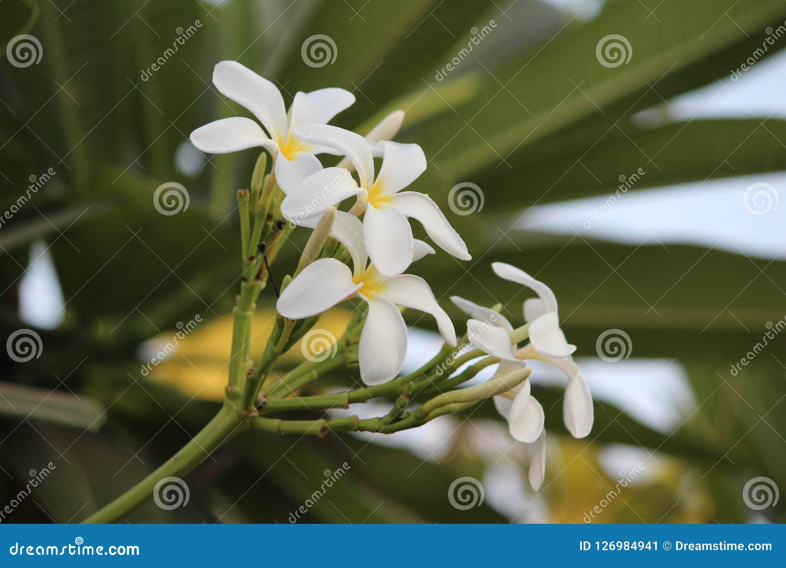 Flowers stock image. Image of flowers, joined, wildlife - 126984941