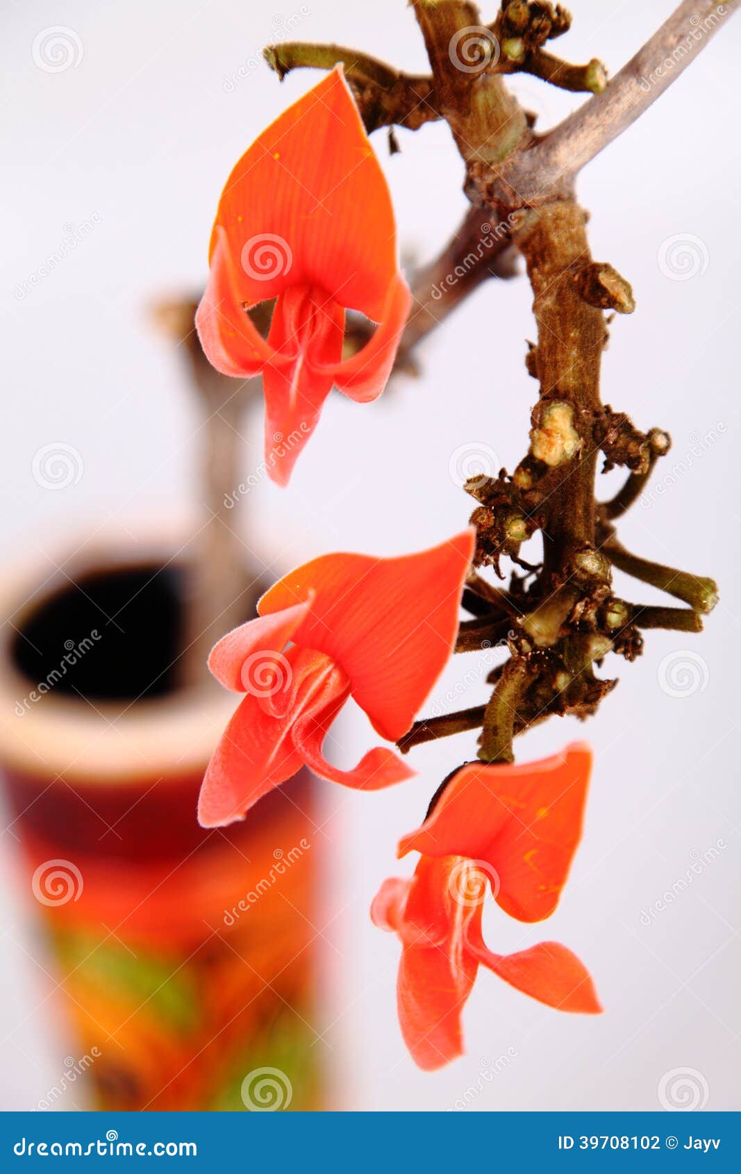 Flowers of Butea Monosperma Stock Photo - Image of petal, keshu: 39708102