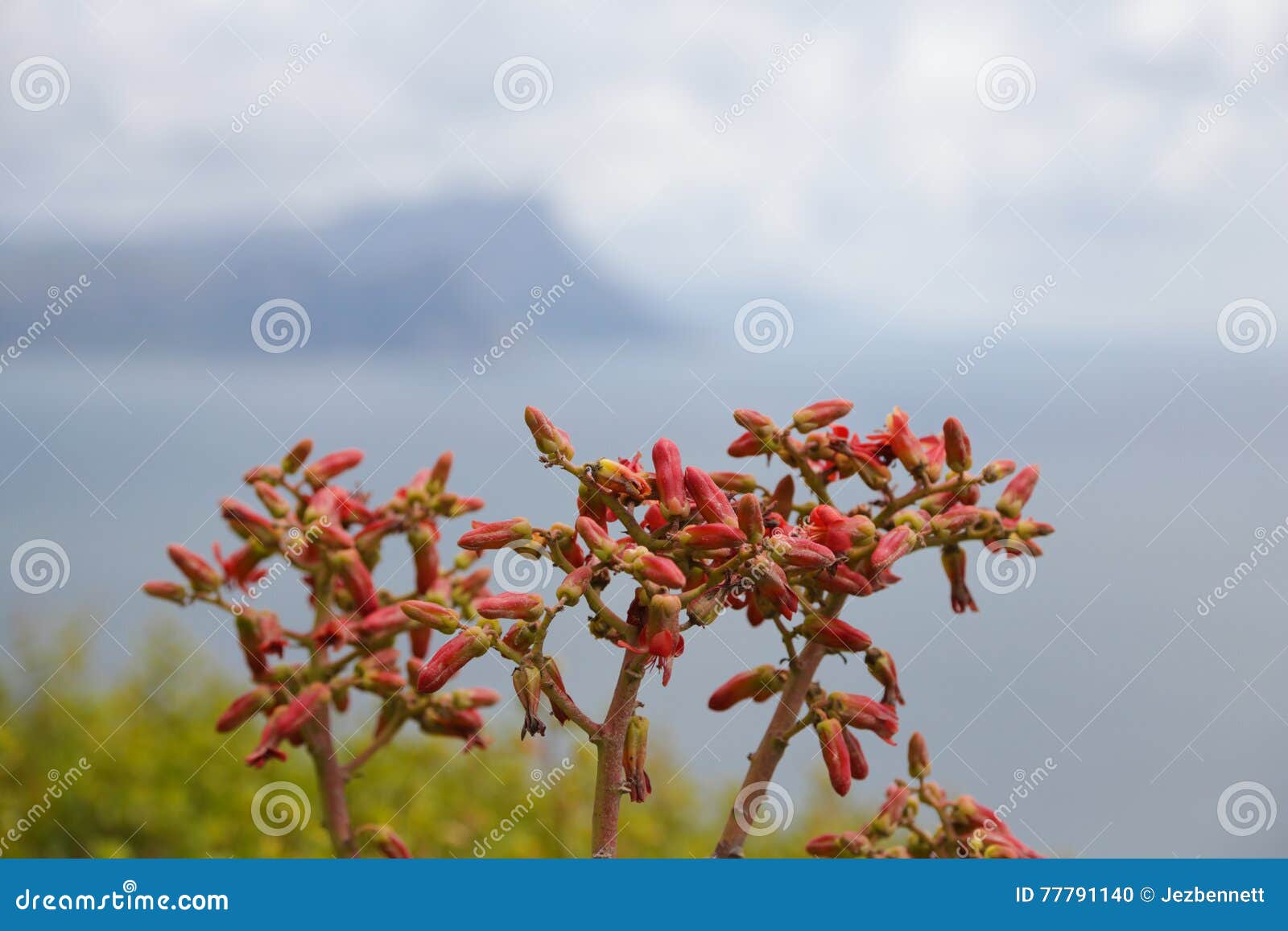 Flowers of the Butter Tree (Tylecodon Paniculatus) Stock Photo - Image ...