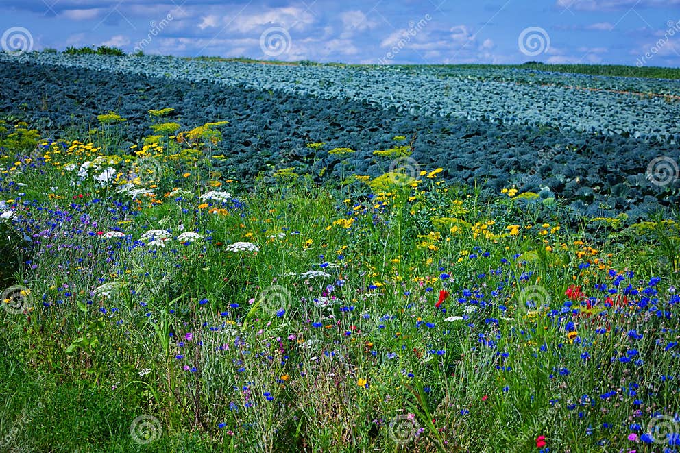 Flowers beside Cabbage Fields Stock Image - Image of petals, outdoors ...