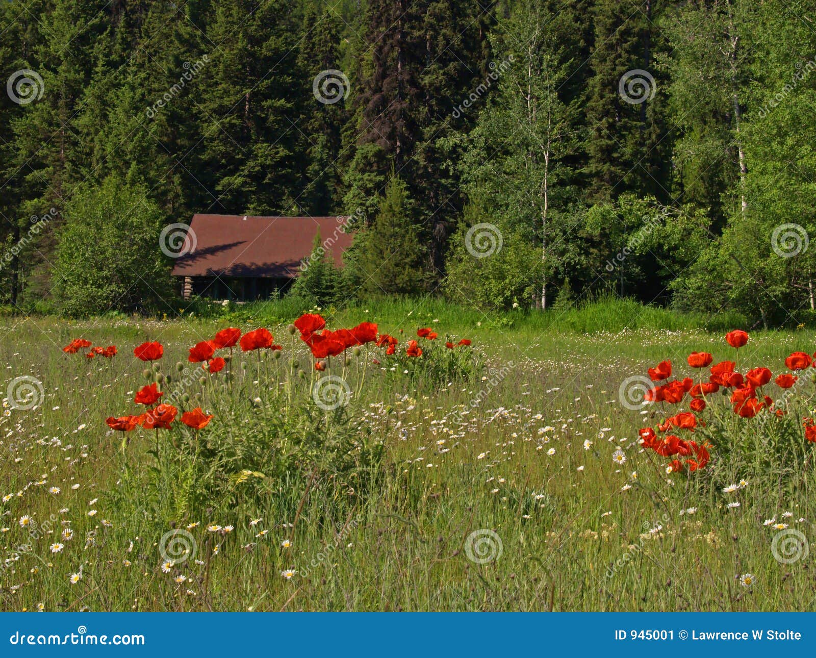 Flowers and Cabin stock image. Image of cabin, peaceful - 945001