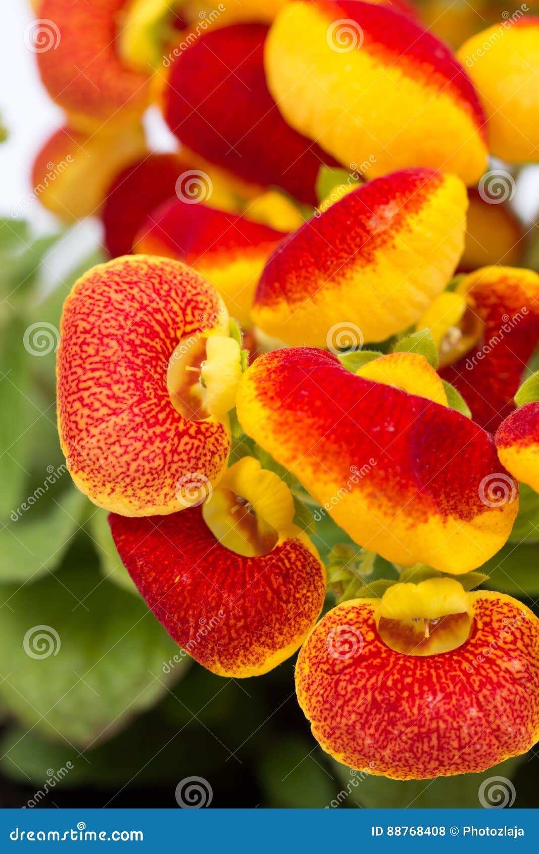 Flowers Calceolaria in Red and Yellow Colors with Copy Space Stock ...