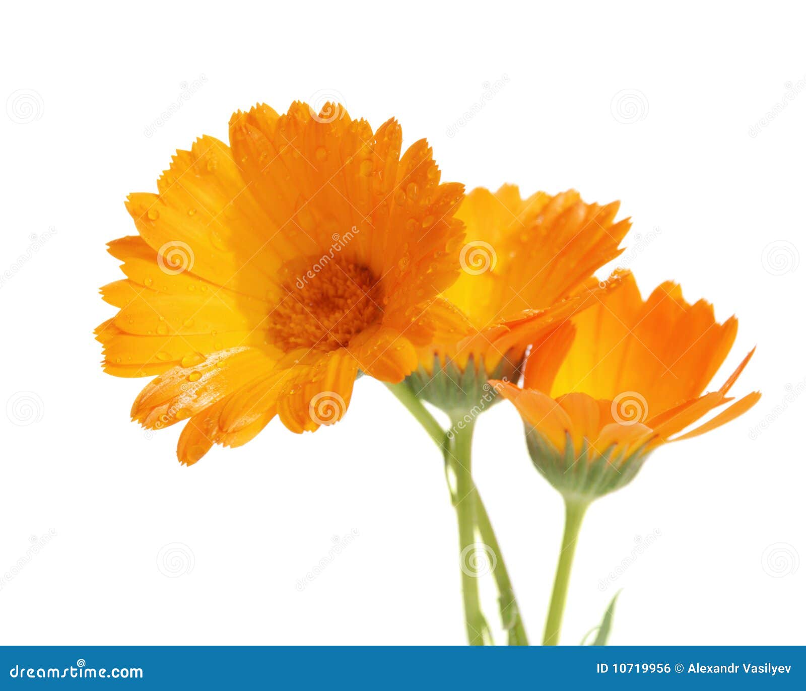 The flowers of a calendula stock photo. Image of beautiful - 10719956