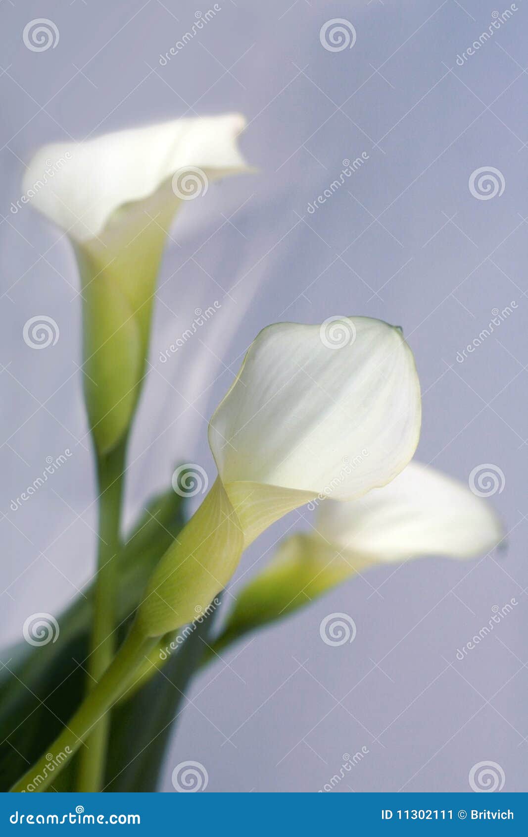 Flowers calla stock image. Image of bloom, floral, invitation - 11302111
