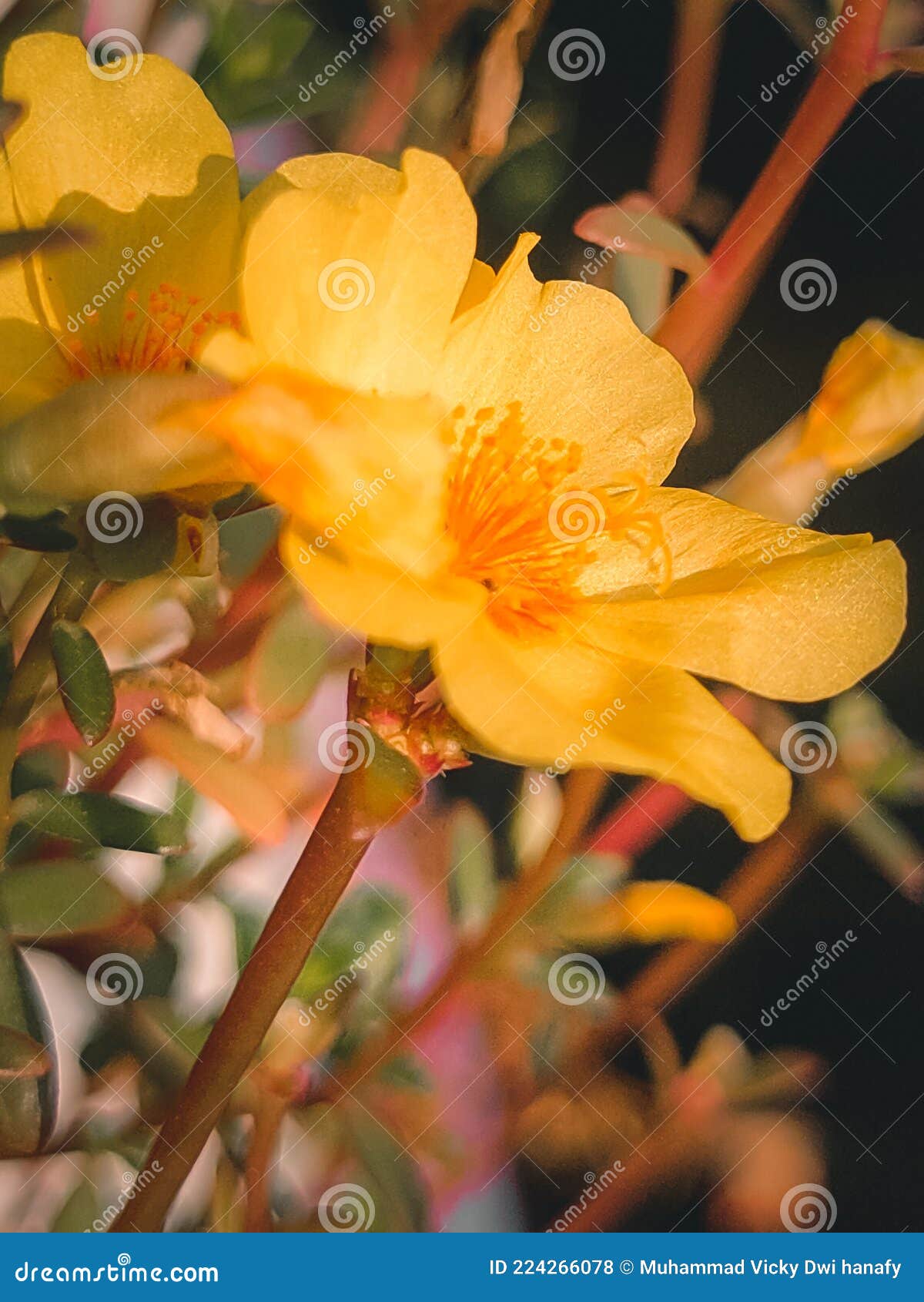 Flowers Can Appear Singly or Together in a Series. Flowers that Appear ...