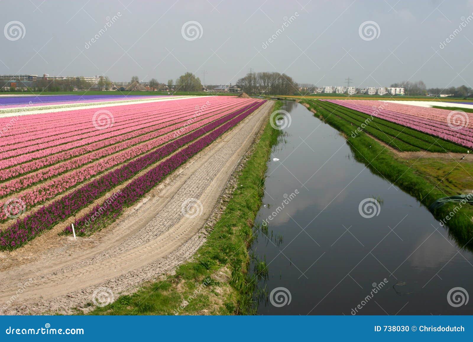 Flowers with canal stock photo. Image of flowerbed, dutch - 738030