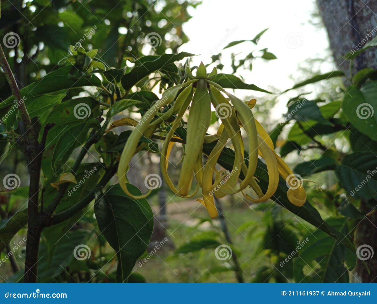 Flowers from the Cananga Tree Stock Image - Image of beautiful, tree ...