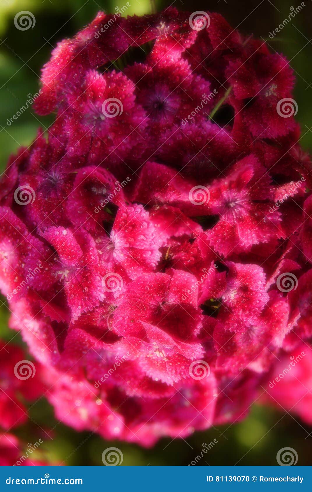 Flowers of Carnation, Close-up Stock Photo - Image of colors, nature ...