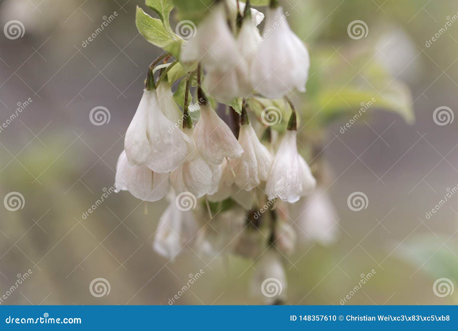 Flowers of a Carolina Silverbell, Halesia Carolina Stock Photo - Image ...