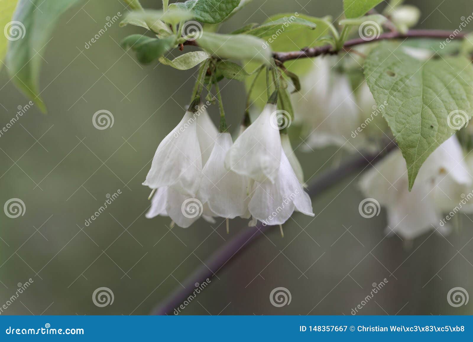 Carolina Silverbell Tree With Fruits Royalty-Free Stock Photo ...