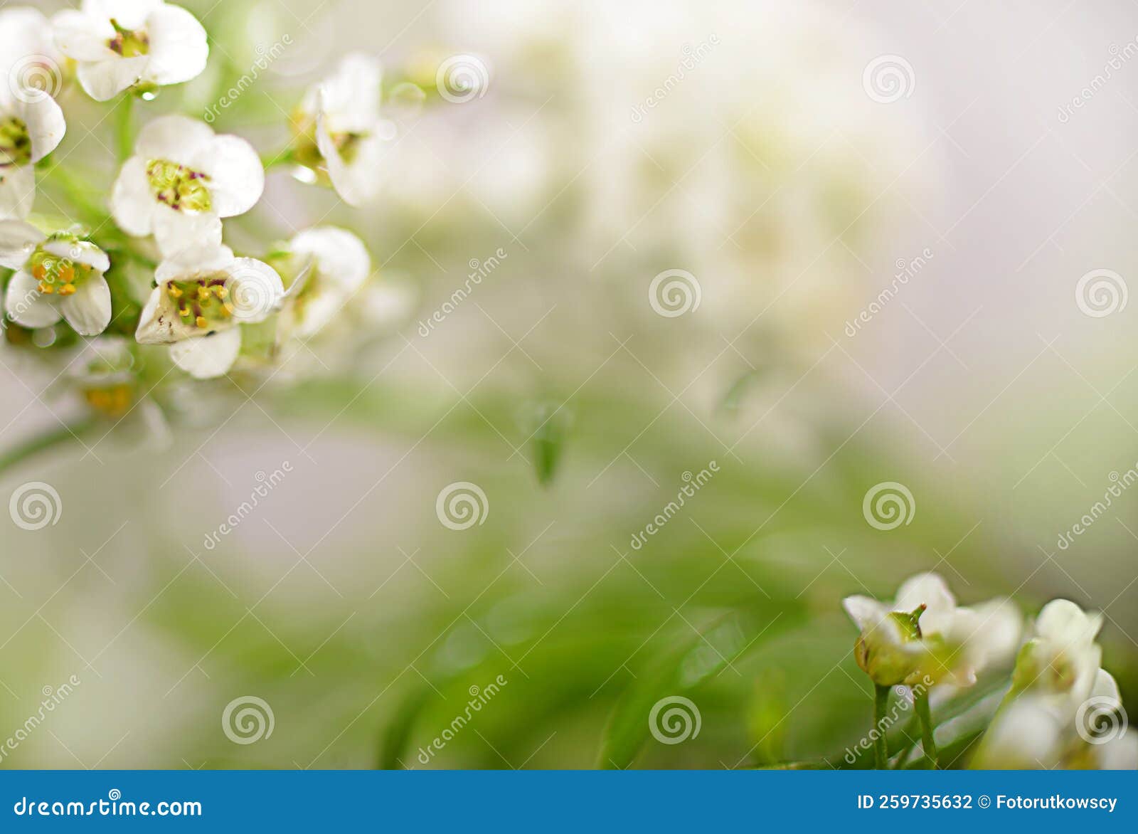 Tiny Flowers in Macro Scale on a Blurred Background Stock Photo - Image ...
