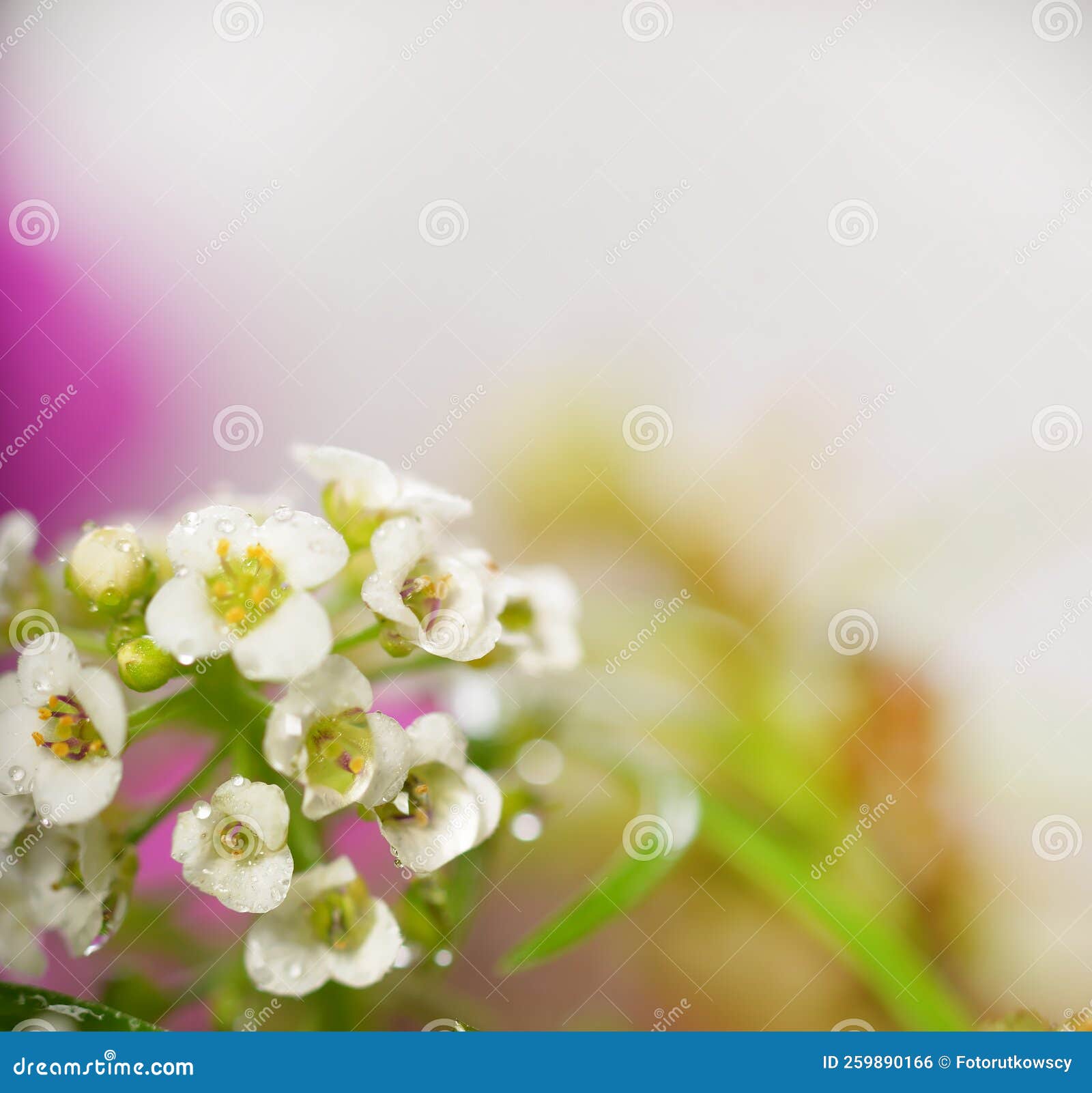 Small Field Flowers on a Macro Scale on a Blurred Background Stock ...