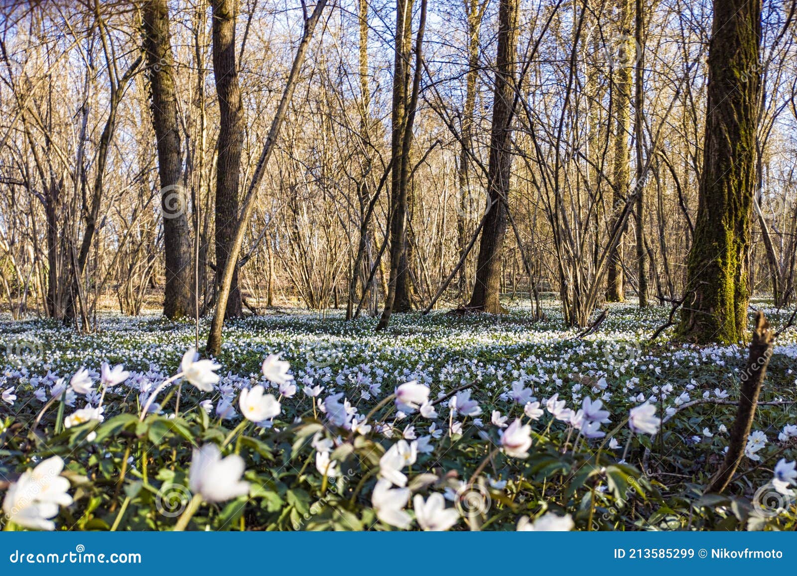 Flowers Carpet in a Woodland in Spring Stock Image - Image of flowers ...