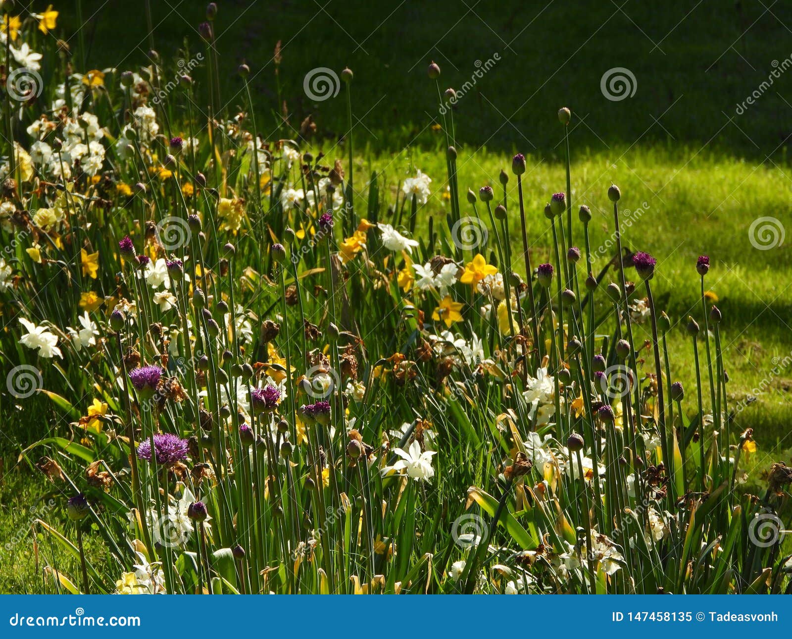 Spring flowers in Poland stock image. Image of backlight - 147458135