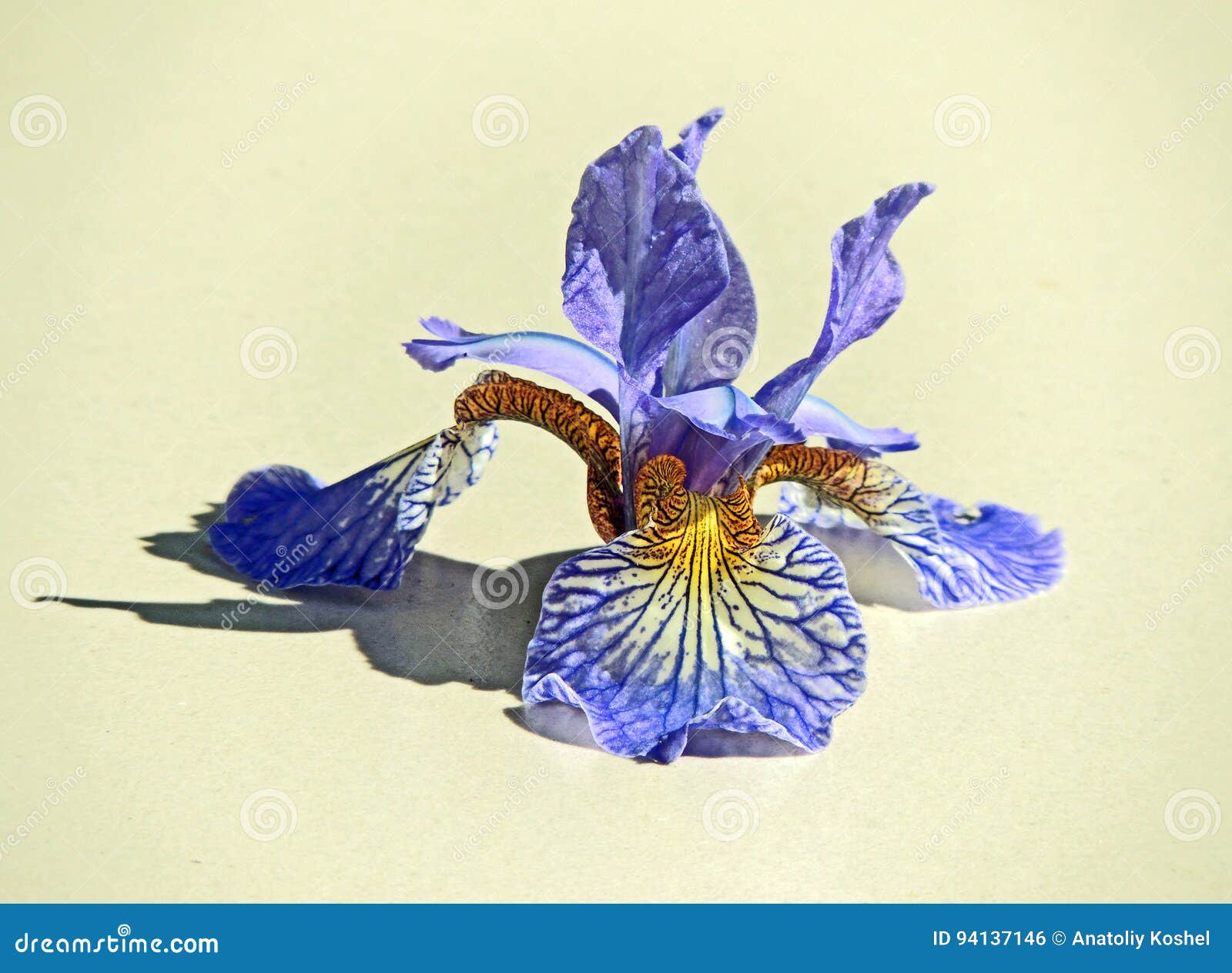 1,517 Iris Shadow Stock Photos - Free & Royalty-Free Stock Photos from ...