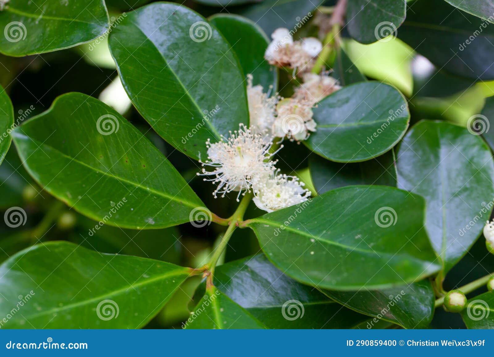 Flowers of a Cattley Guava, Psidium Cattleianum Stock Photo - Image of ...