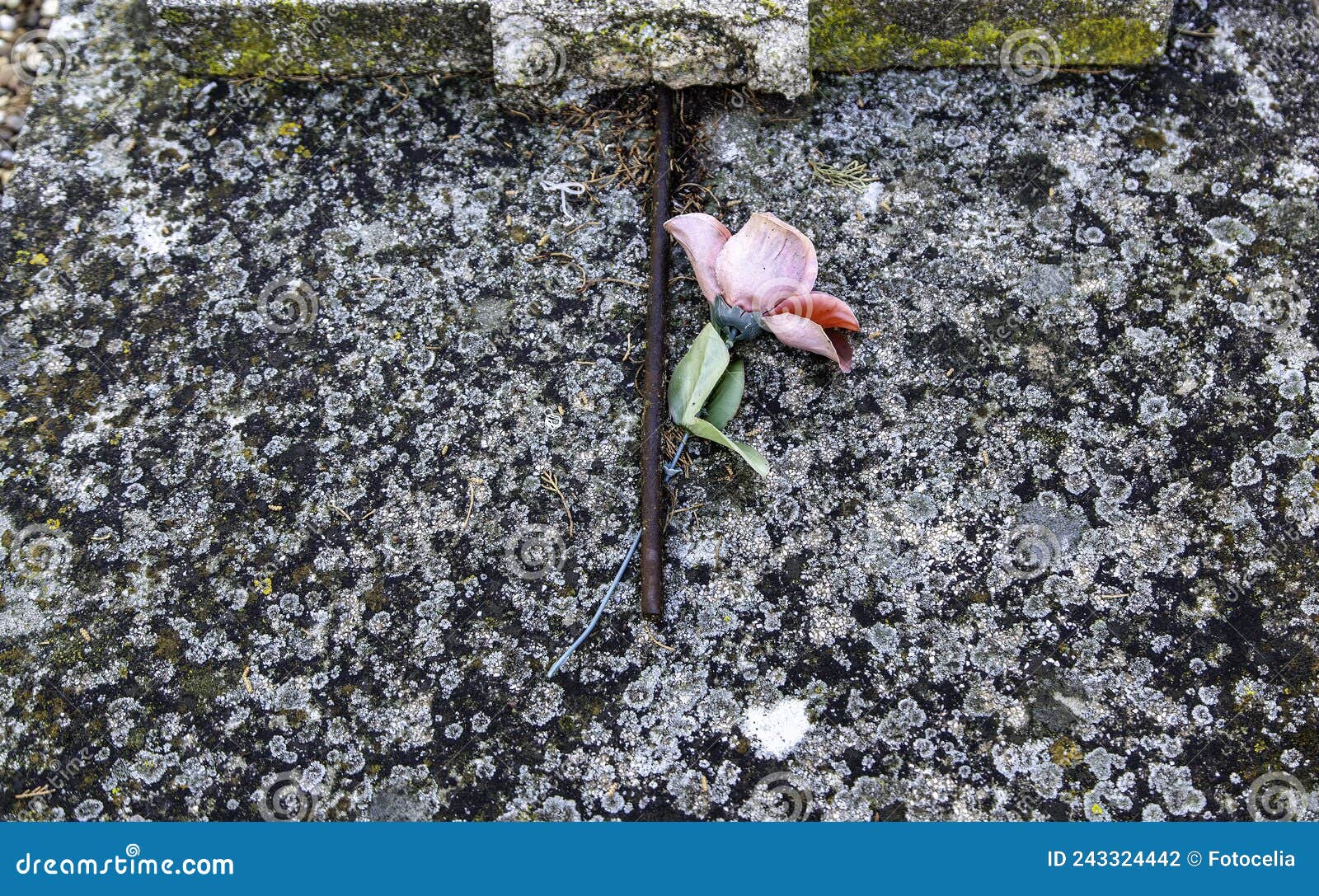 Flowers in a cemetery stock photo. Image of burn, grave - 243324442