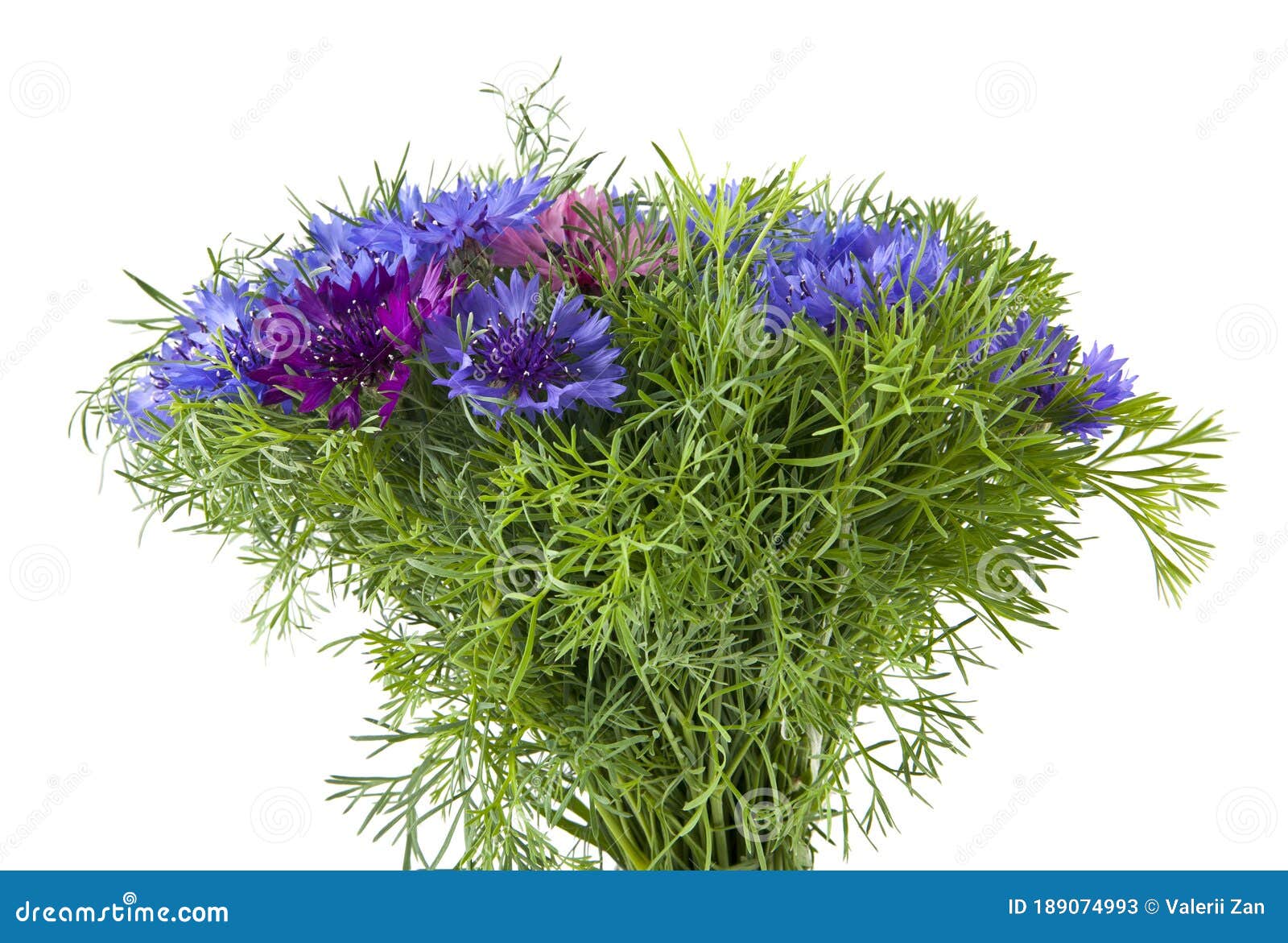 Flowers of Centaurea Isolated on White Background Stock Image - Image ...