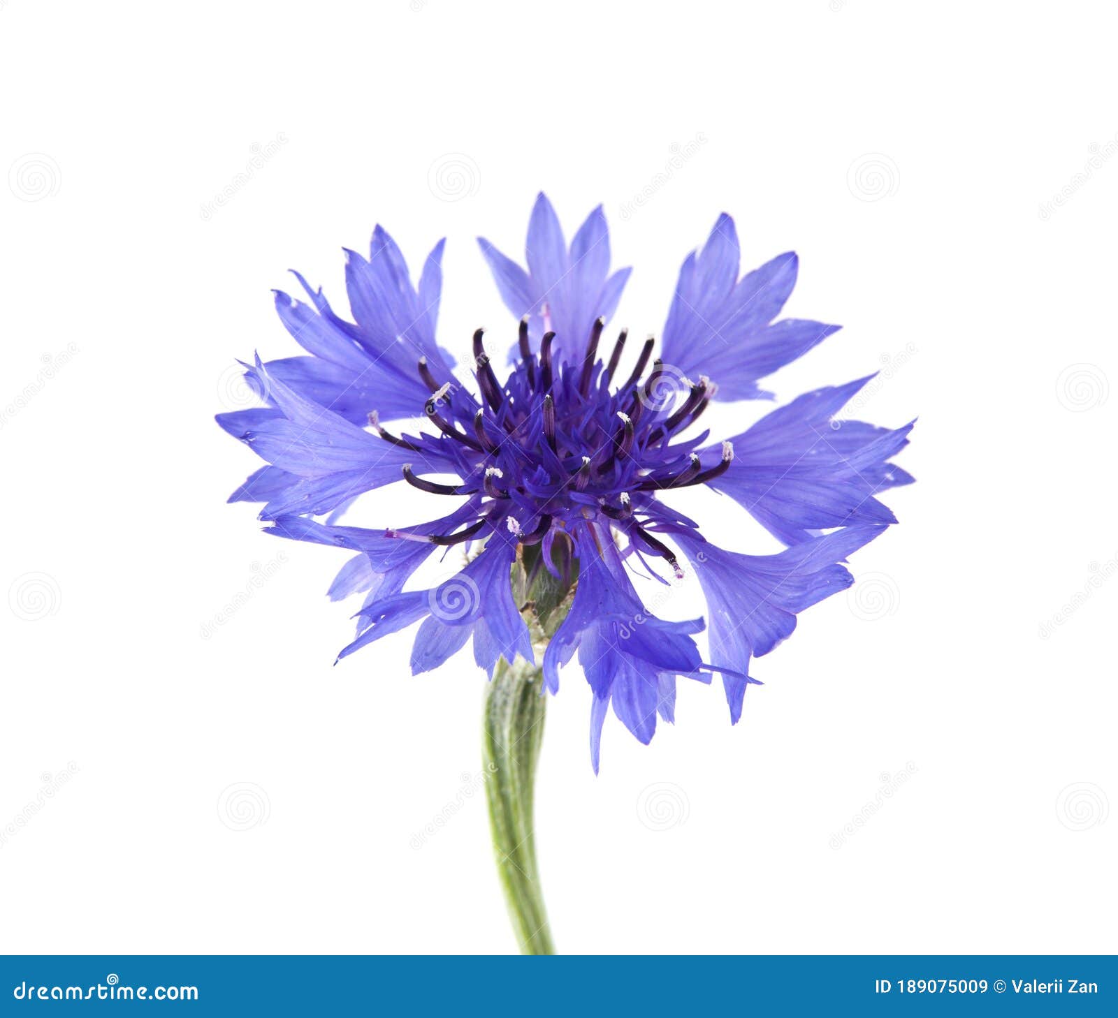 Flowers of Centaurea Isolated on White Background Stock Image - Image ...