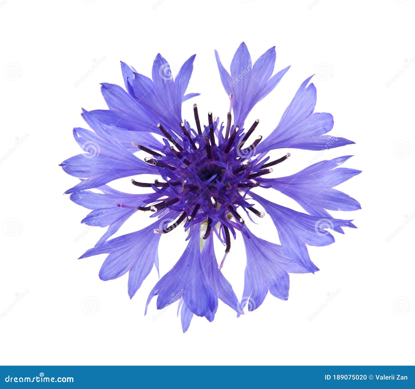 Flowers of Centaurea Isolated on White Background Stock Photo - Image ...