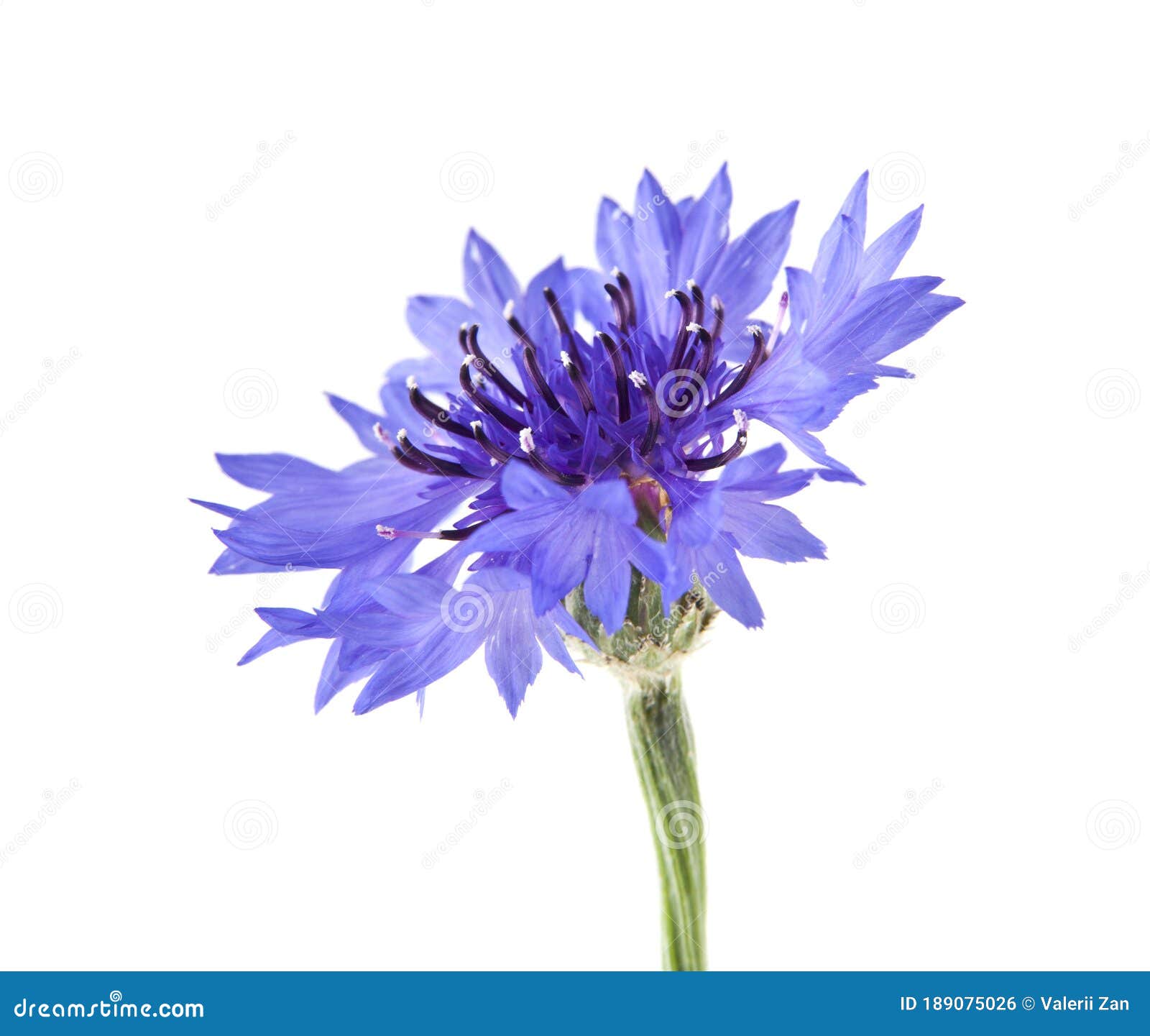Flowers of Centaurea Isolated on White Background Stock Photo - Image ...