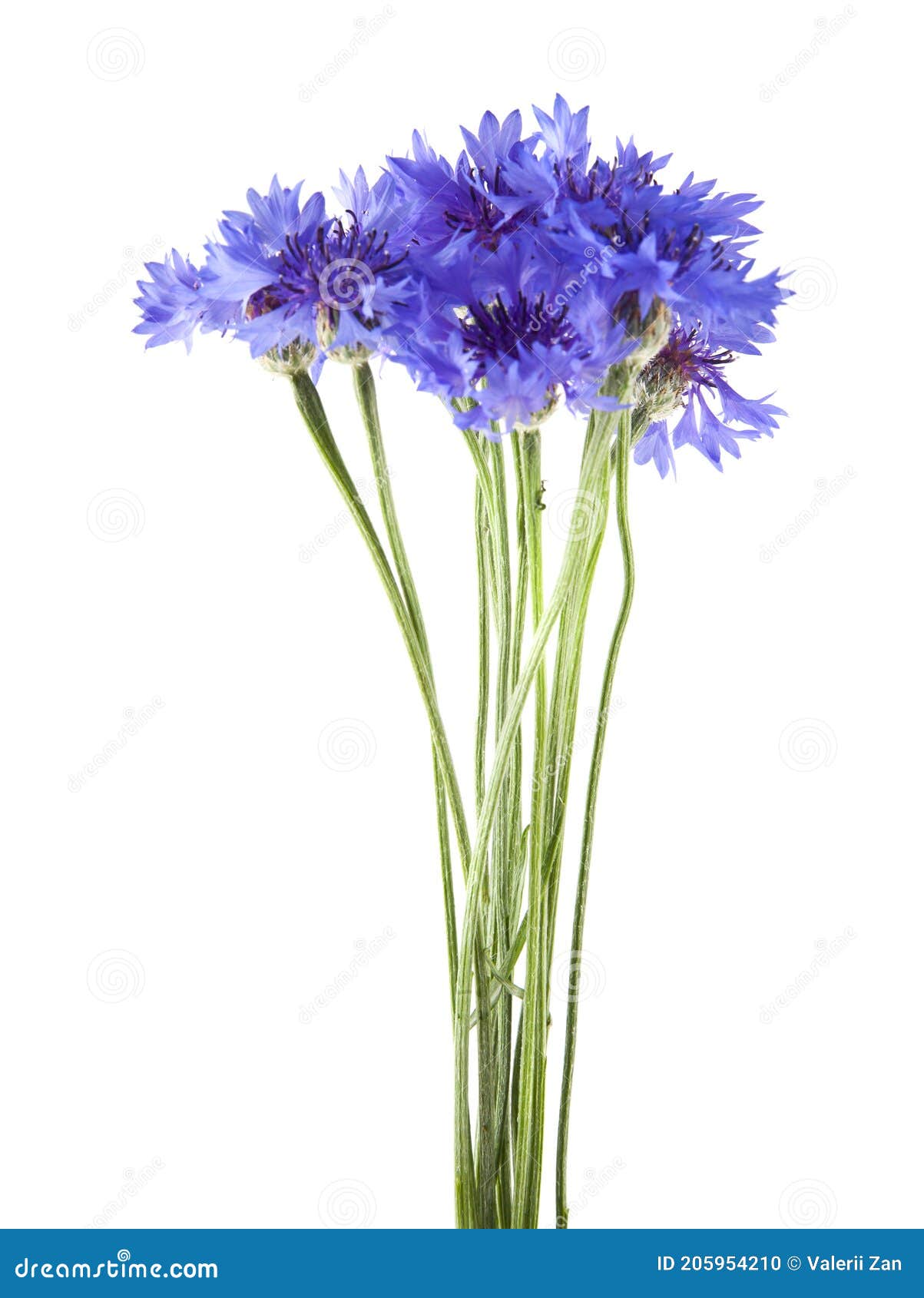 Flowers of Centaurea Isolated on White Background Stock Photo - Image ...