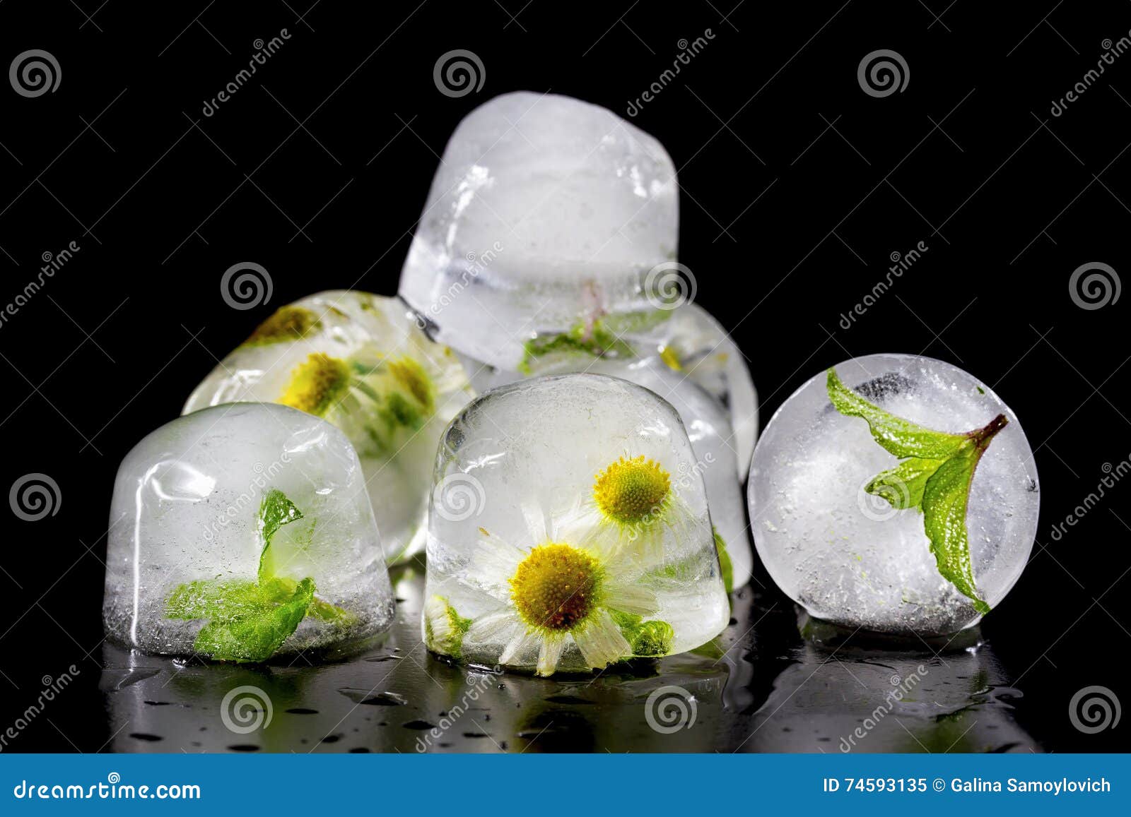 Flowers of Chamomile and Mint Leaves Frozen in Ice. Stock Image - Image ...