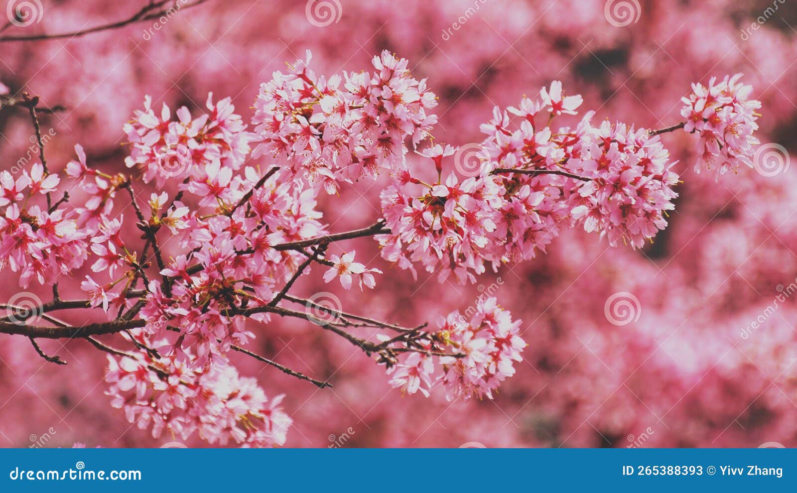 Flowers. Cheery Blossom. Pink Background. Stock Image - Image of green ...