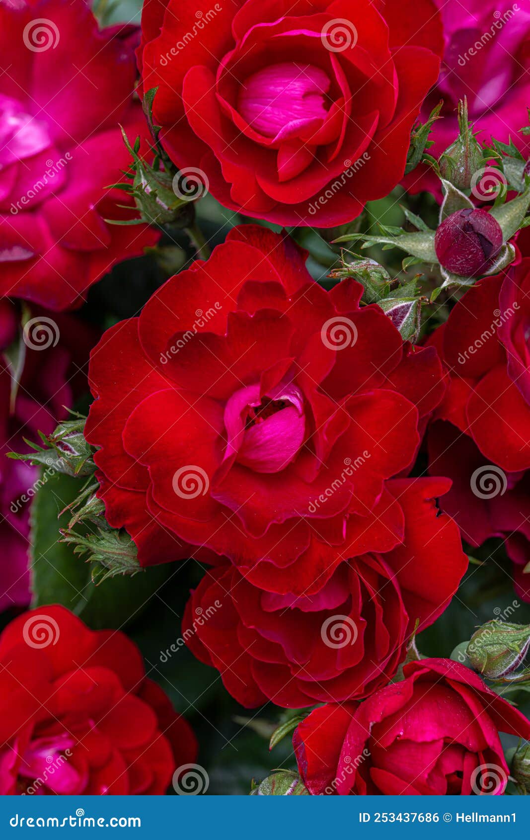 Flowers of Shrub Rose stock photo. Image of petals, beauty - 253437686