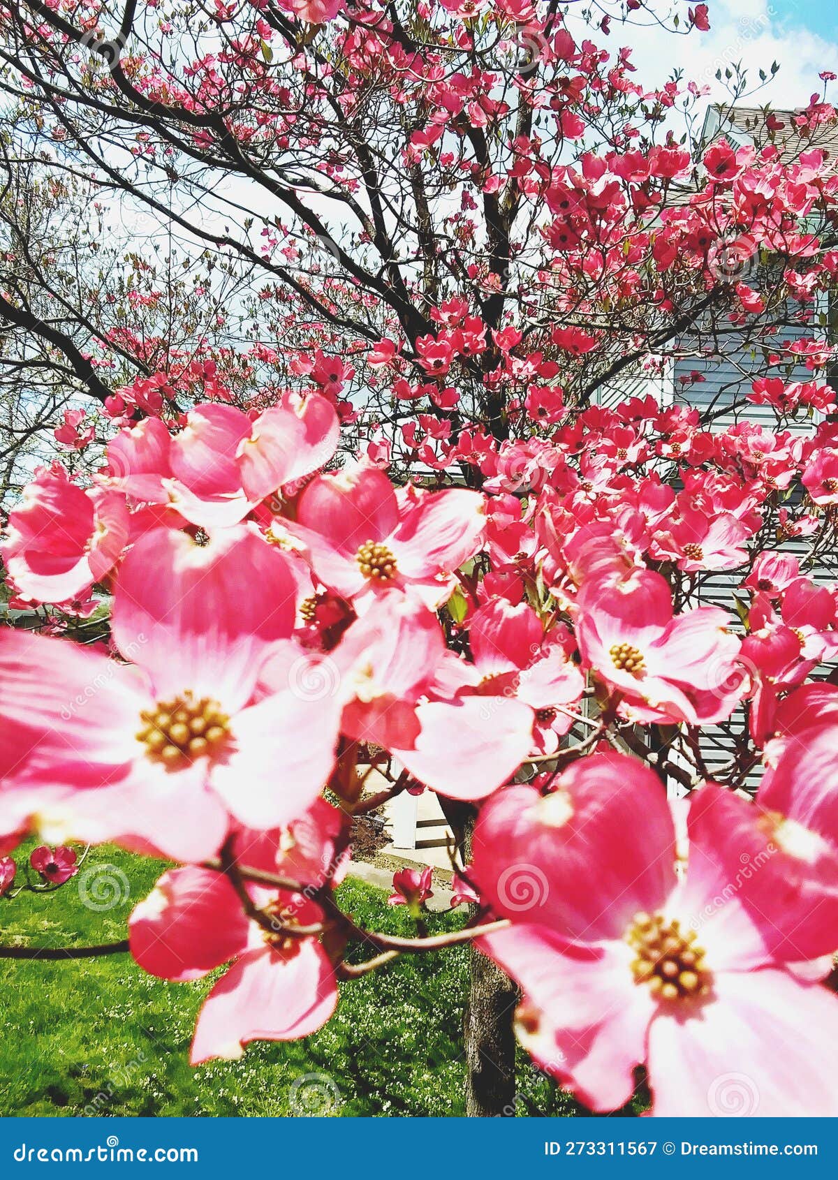 Flowers stock image. Image of full, bloom, flowers, tree - 273311567