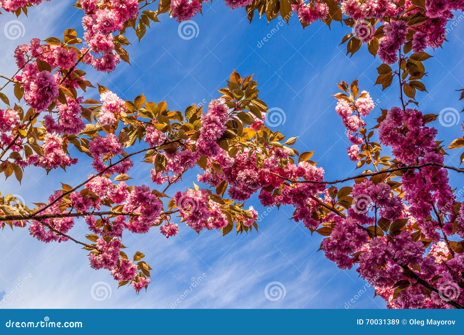 Flowers of the Cherry Blossoms on a Spring Day Stock Image - Image of ...